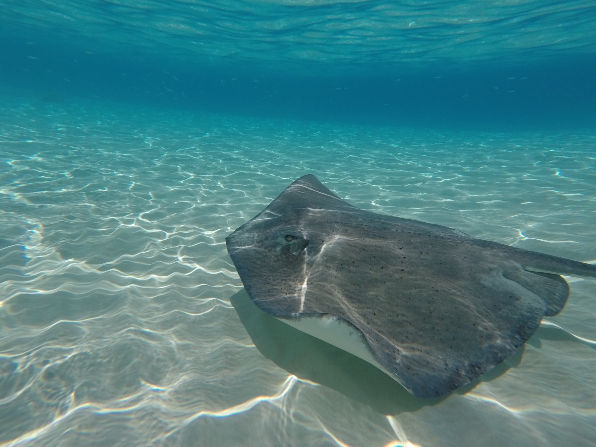 Stingray City Sandbar: A memorable stingray encounter in The Cayman ...