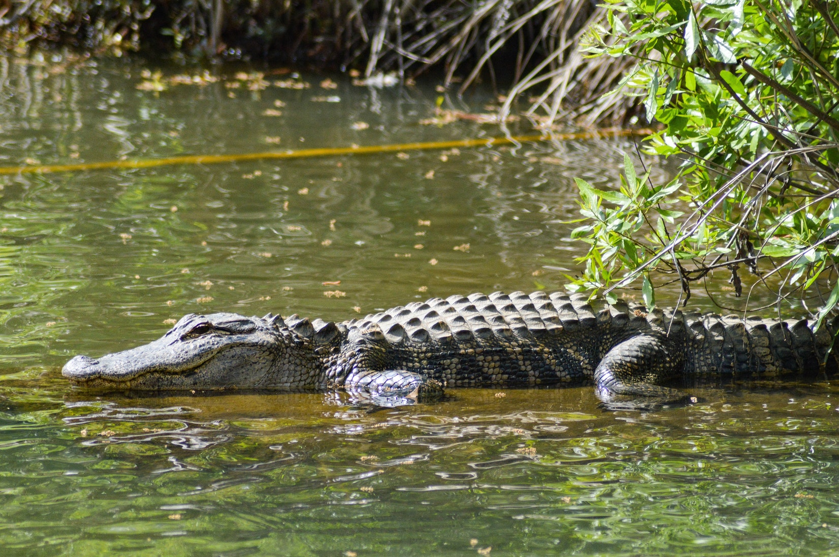5 unusual family adventures to try in Florida - ACUPFUL
